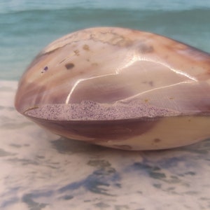 POLISHED PURPLE MUSSEL Pairs ~ 3 1/8" ~ Sealed ~ 1-10pcs - Etsy