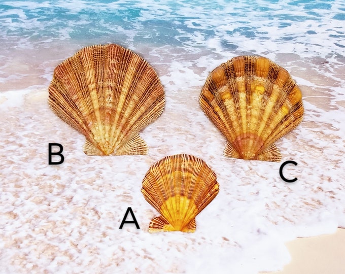 Orange LION PAW SHELL ~ Choose 3 Different Sizes ~ Scallop Shell ...