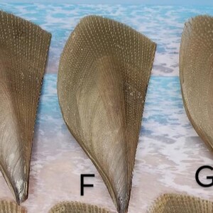 Pair SAWTOOTH PEN SEASHELL ~ Peninsula State Park Florida ~ 3 7/8"to 6 ...