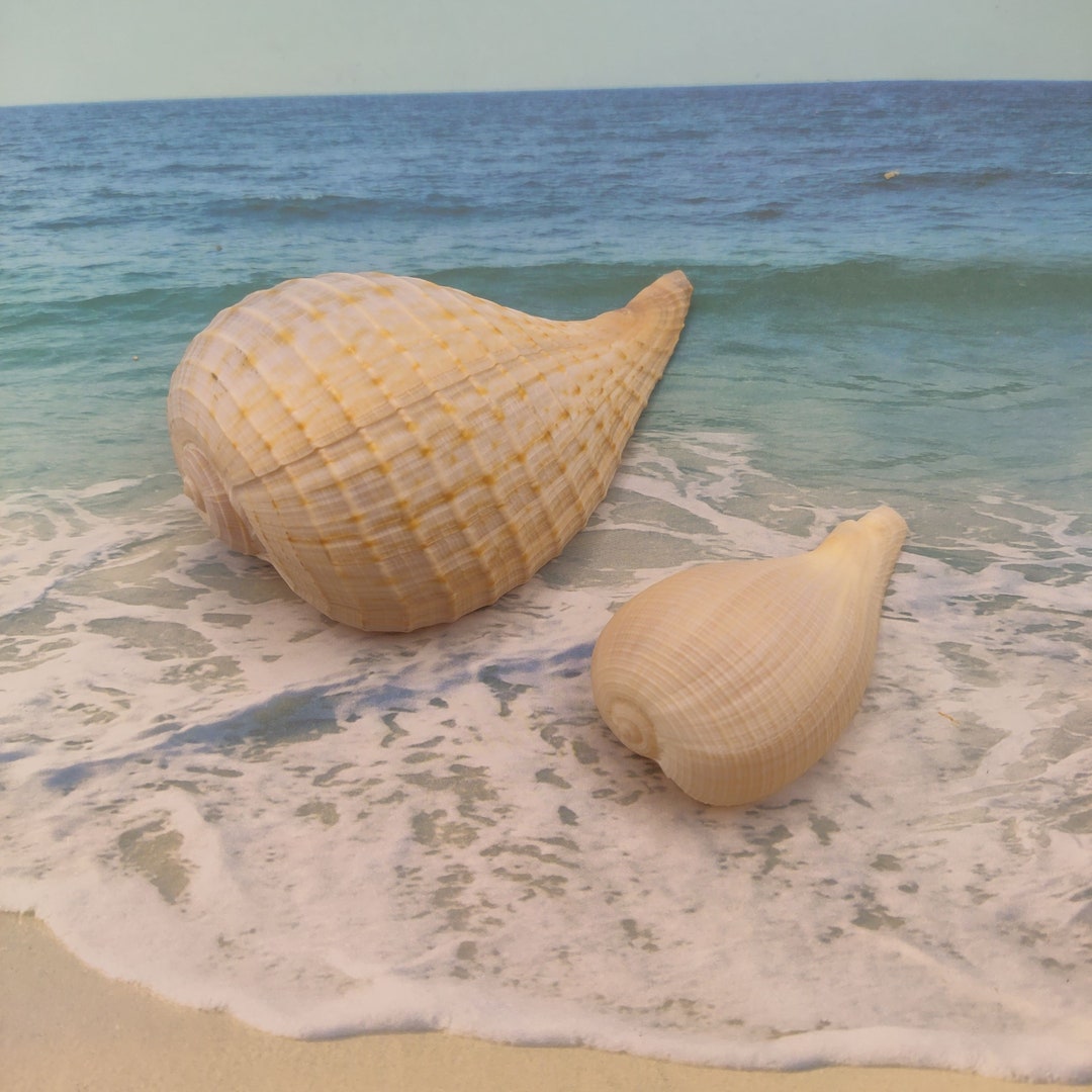 American Fig Pear Shell ~ GRACILIUS FIG SEASHELL ~ 2 1/2" & 3 3/4 ...