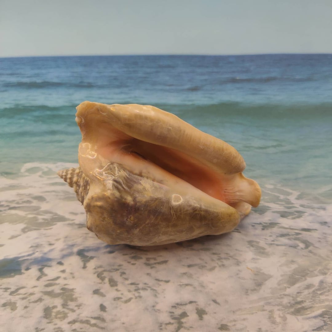HAWK-WING CONCH ~ Strombus Raninus ~ Beach Find ~ Conch Seashell ...