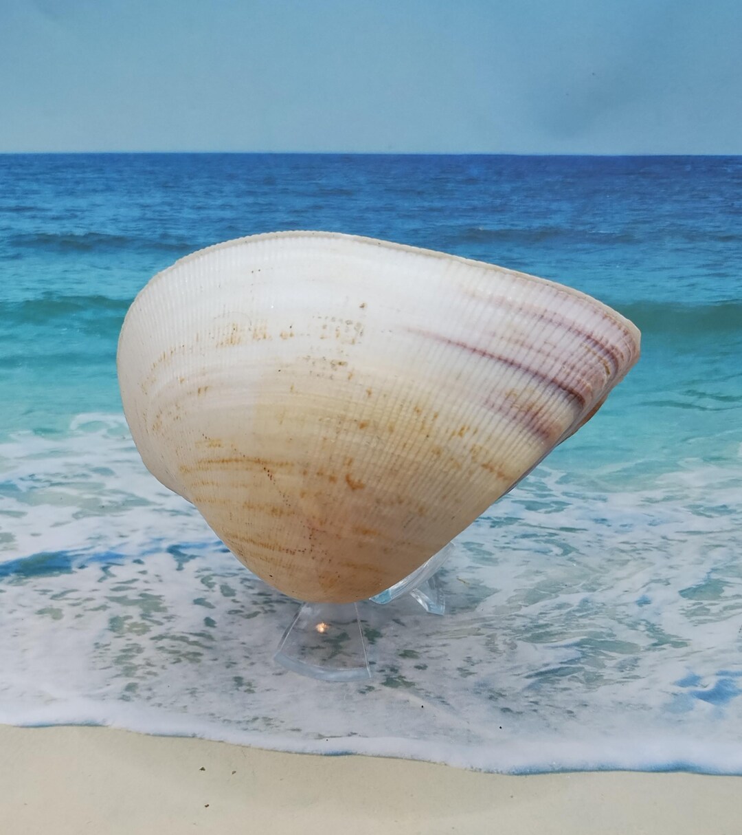 Lg WHITE CLAM SHELL ~ Donax Hanleyanus Philippi ~ Complete ~ Fused ...