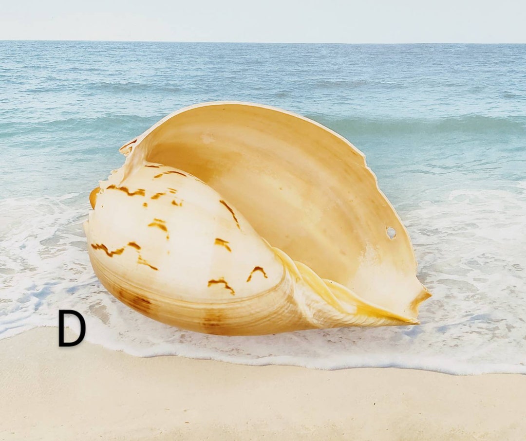 LARGE PHILLIPPINE VOLUTE Melon Shell ~ Seashell Melon ~ Volute Shell ...