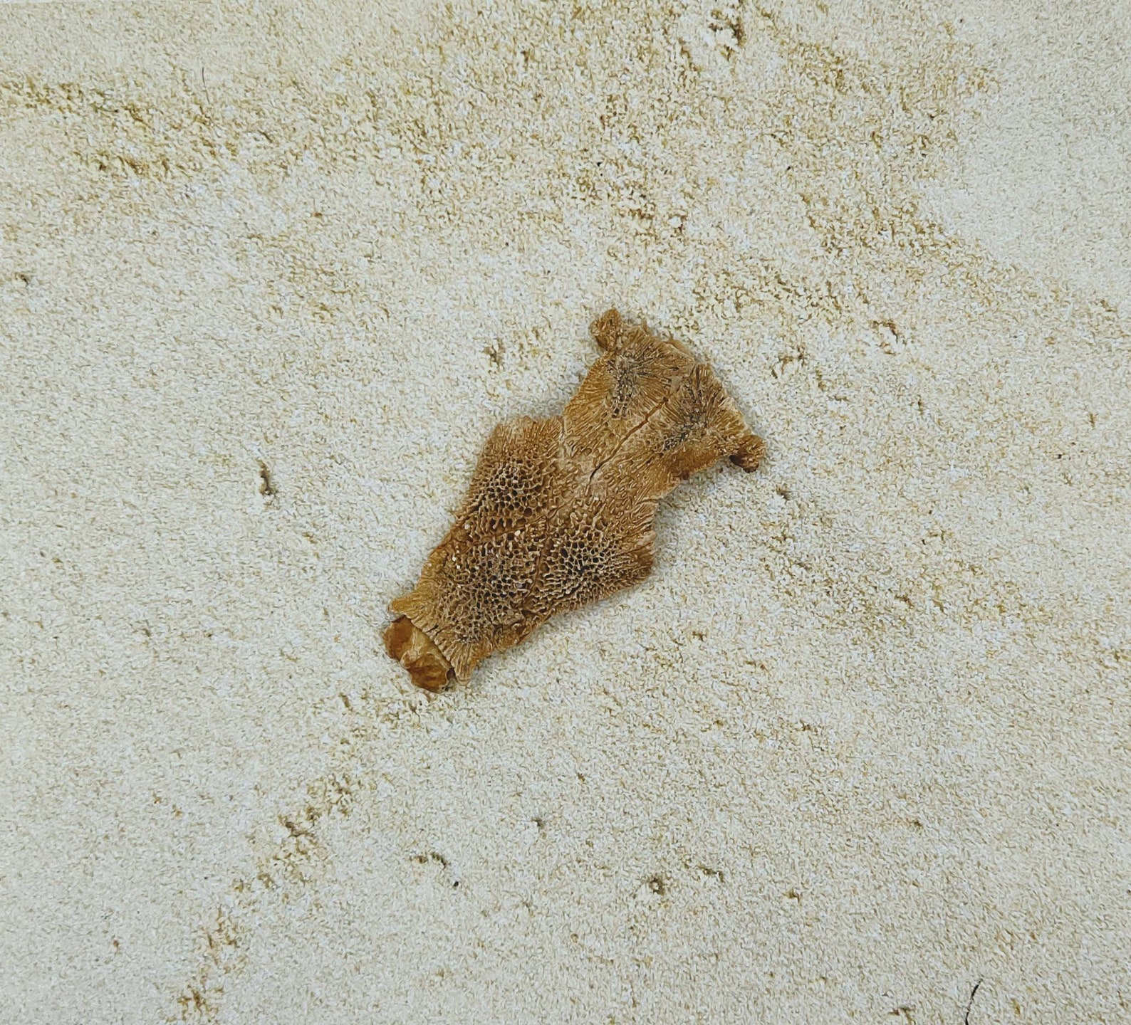 SEA ROBIN SKULL Plate Upper Skull Found in Jamestown Ri on | Etsy