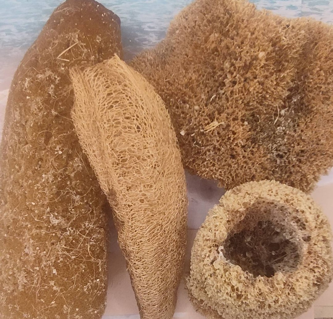 Assortment OF TUBE SPONGES ~ Choose ~ Palm Beach Find ~ Real Ocean ...