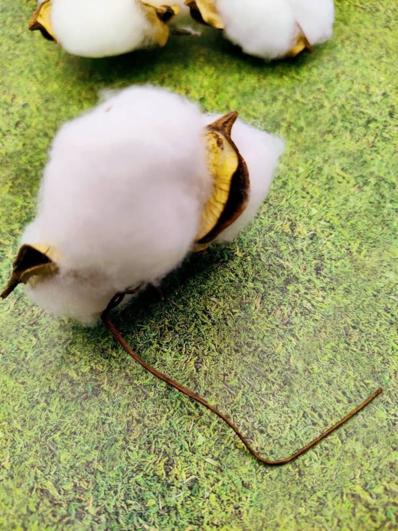 3 to 48 COTTON BOLL ~ PODS ~ Natural Cotton Bolls ~ Wired Picks or With ...