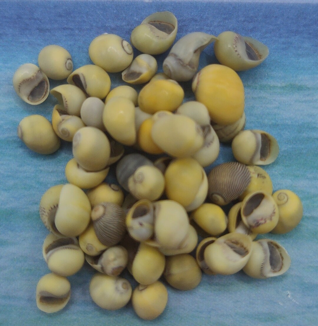 10 Micro Yellow & Gray LITTORINA SNAIL Shells w/operculum - Etsy