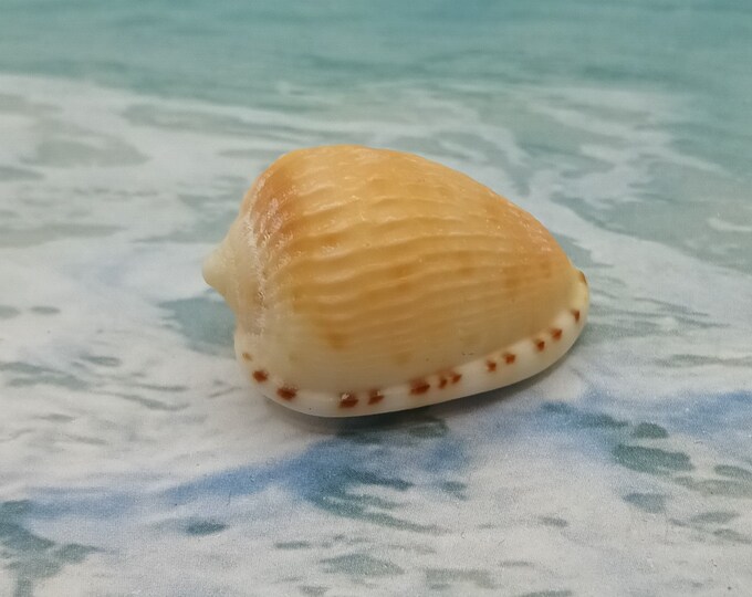 RETICULATED COWRIE HELMET Shell Coastal Beach Decor Jewelry Sailors ...