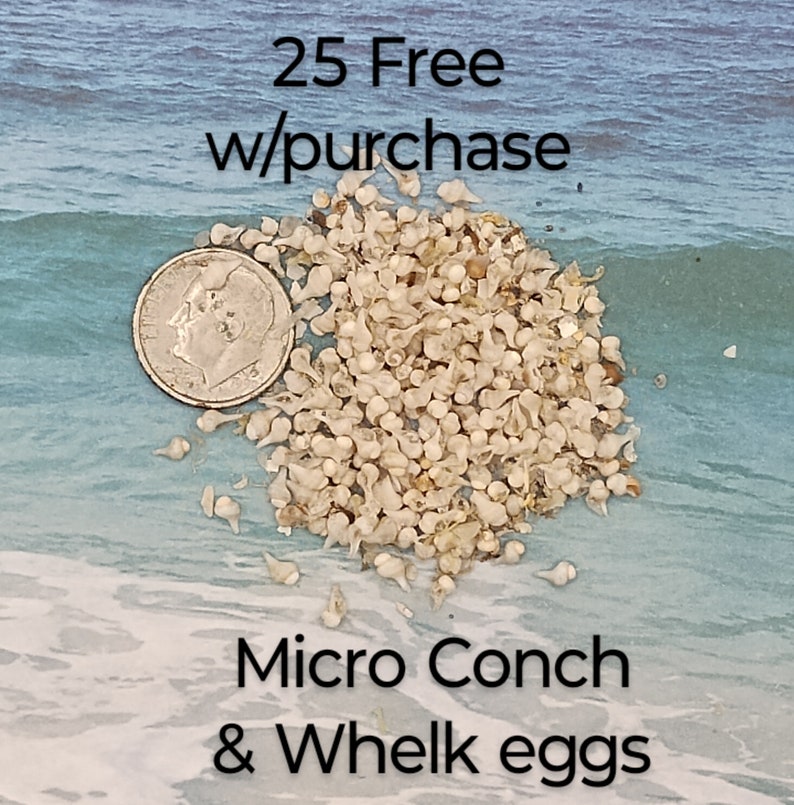 Choose From 2 Types EGG CASINGS ~ 1" to 18" ~ Horse Conch ~ Whelk ...