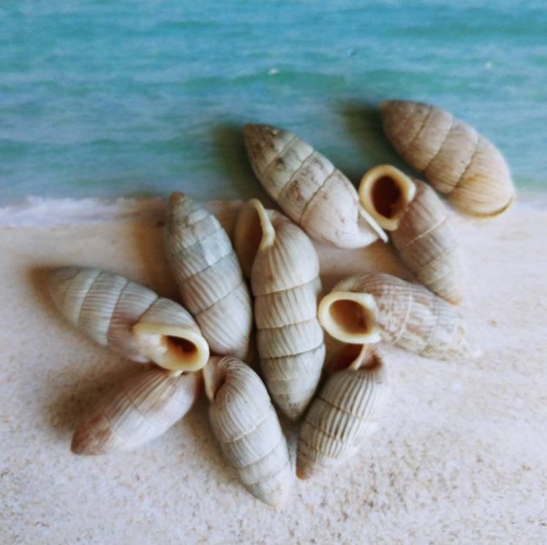 10 Grey PEANUT SNAIL Shellscerion Casablancaegastropodpeanut Seashells ...