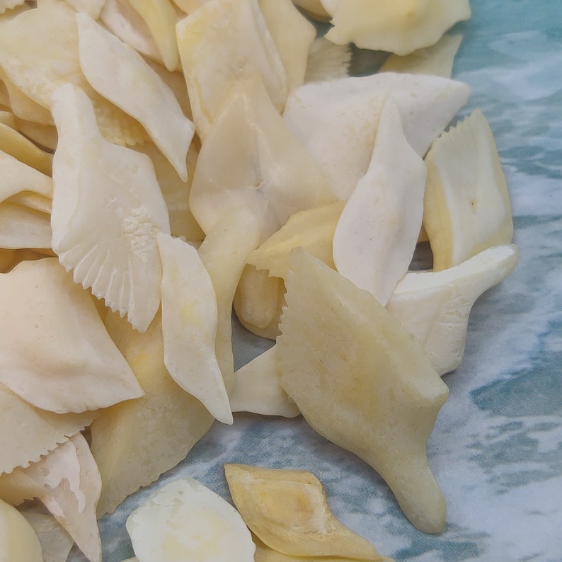 BAG of FISH SCALES ~ 100 Count ~ Craft Supply ~ Free Shipping - Etsy