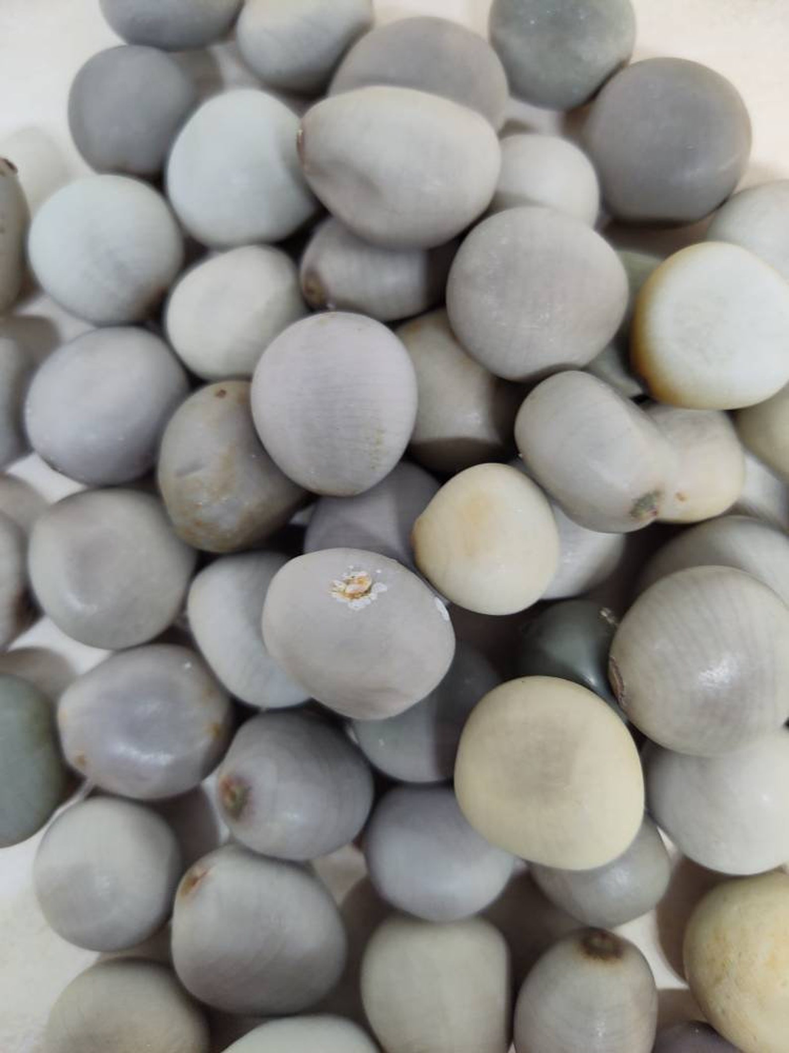 SEA PEARL BEAN 1-25pcs Gray Nicker Bean Sea Bean | Etsy