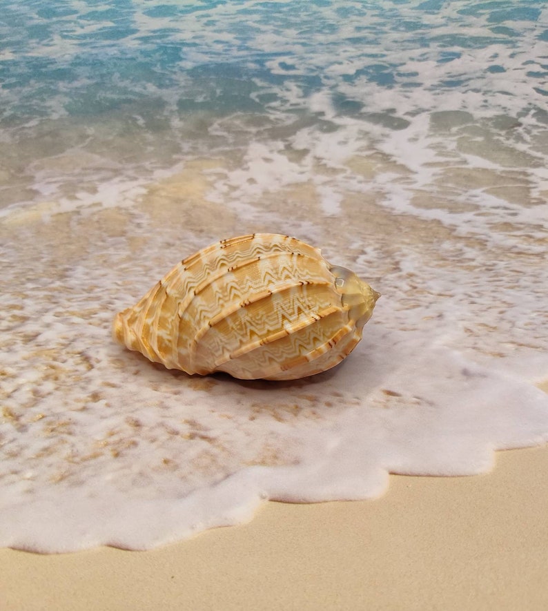 HARPA MAJOR MELON Shell Swollen Harp Seashell Volute Shell - Etsy