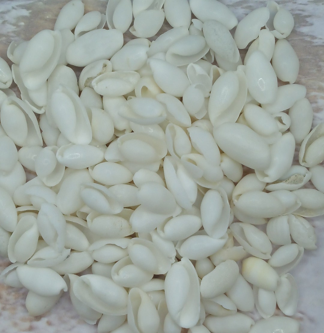 PALM BEACH White BUBBLE ~ 10-50pcs ~sea Shells ~ Jewelry Making - Etsy