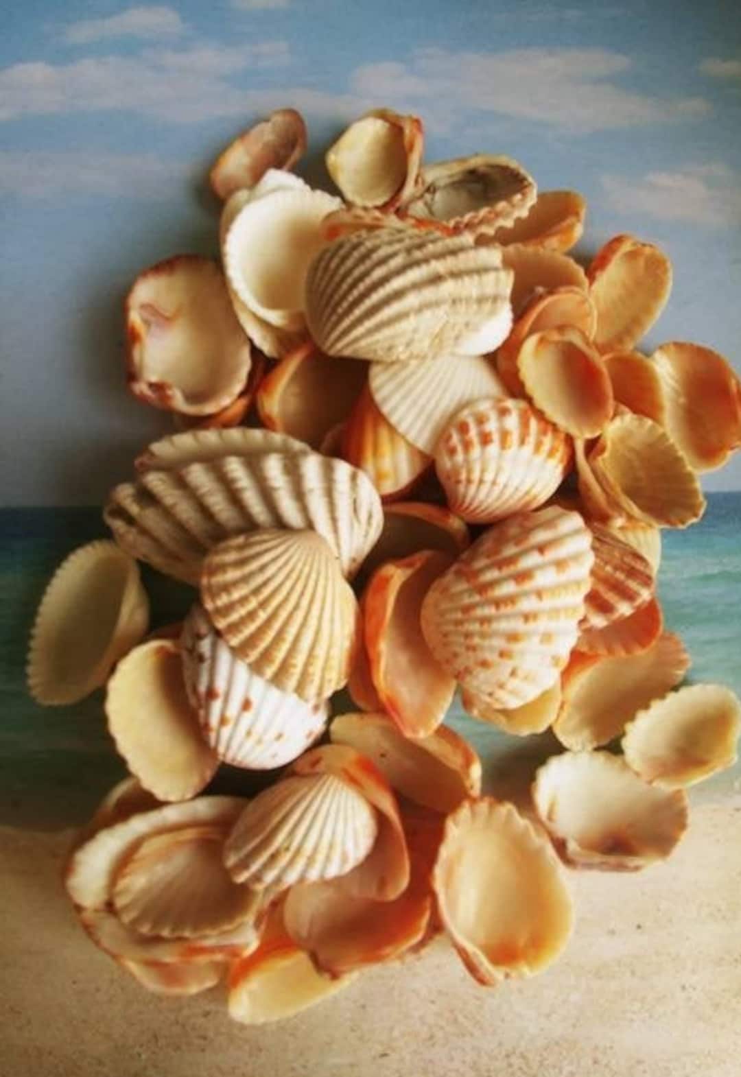 BROAD RIBBED CARDITA ~ 5-50 Pcs ~ Carditid Seashells~palm Beach Find ...