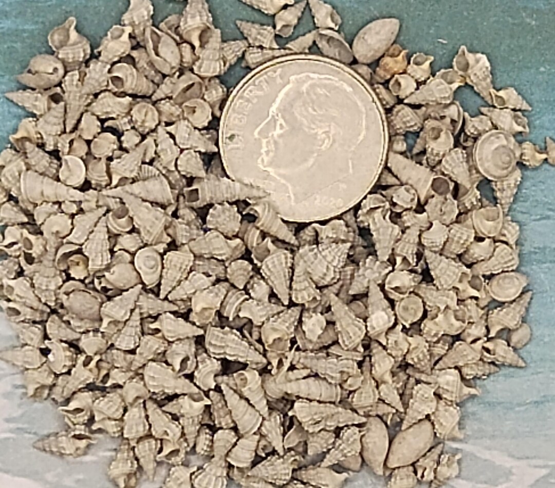 MINI TEENY GREY Seashells ~ Fossil Shells ~ 1/8"+ - Etsy