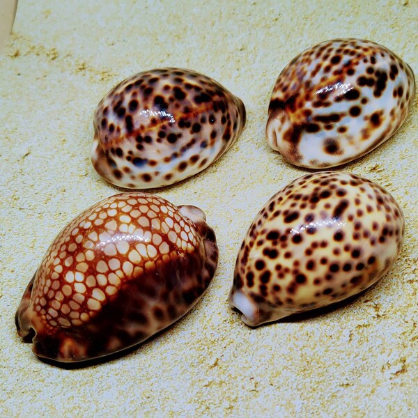 Tiger Cowrie - Etsy