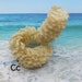 SEASHELL ruffles FRAGMENTS 10-100pcs Florida Surf Tumbled Smooth Shells ...