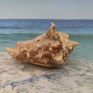 HAWK-WING CONCH ~ Strombus Raninus ~ Beach Find ~ Conch Seashell ...