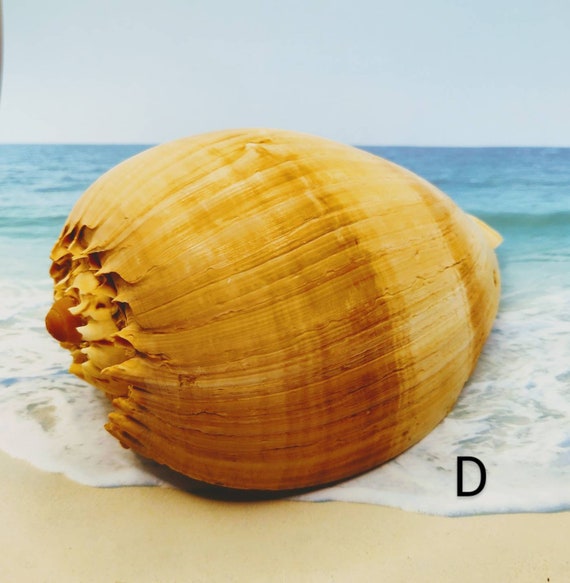 LARGE PHILLIPPINE VOLUTE Melon Shell Seashell Melon Volute - Etsy