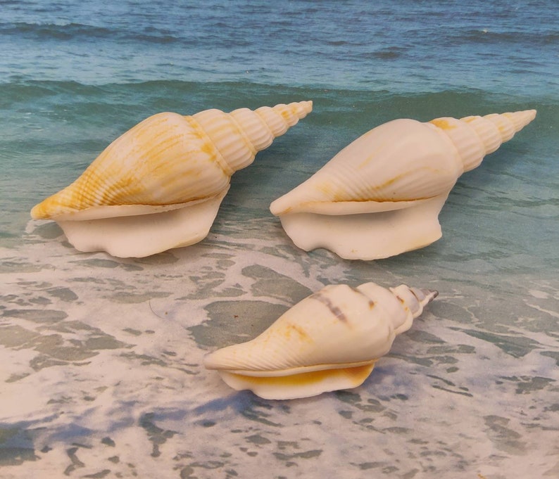 ANGEL WING CONCH ~ Strombus Vittatus ~ Vittate Conch ~ Conch ~ Riband ...