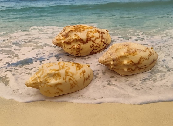 Bat Voluta Volute Cymbiola Vespertilio Voluta Beautiful - Etsy