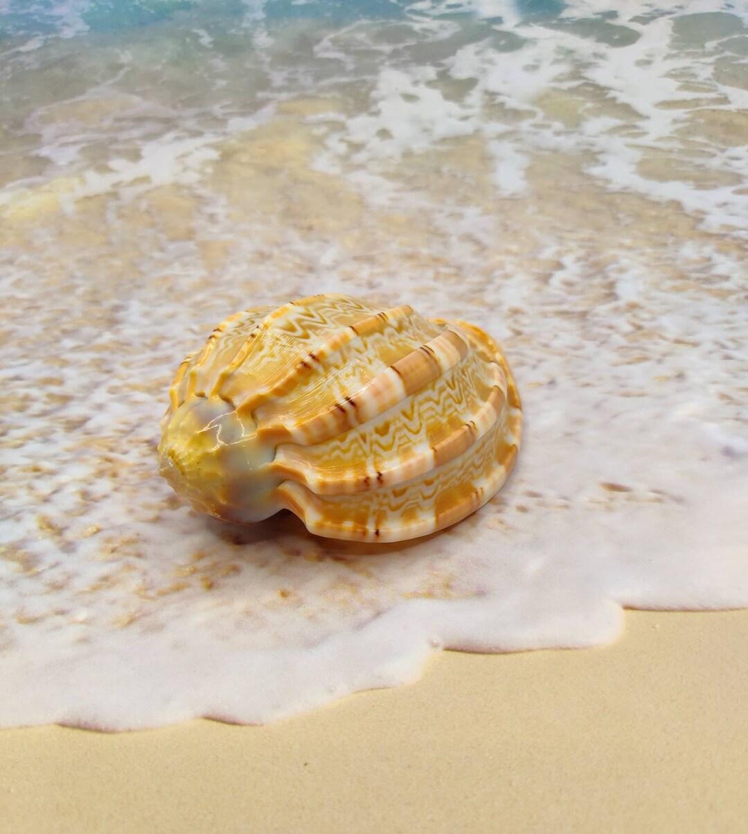 HARPA MAJOR MELON Shell Swollen Harp Seashell Volute Shell - Etsy