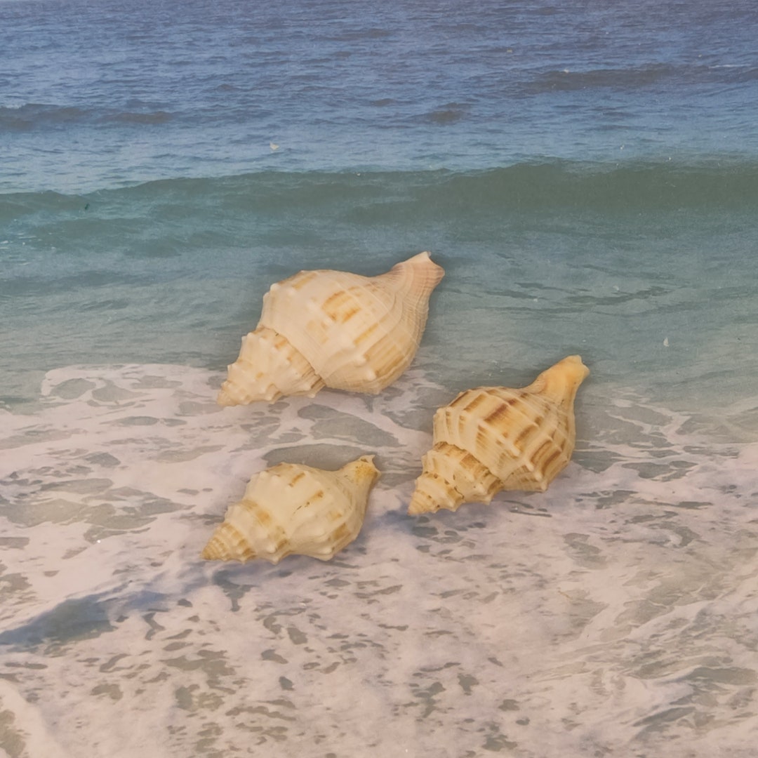 KNOBBED WHELK SHELL Austrofusus Glans Sea Snail Whelk Family New Zealand Waters Operculum - Etsy