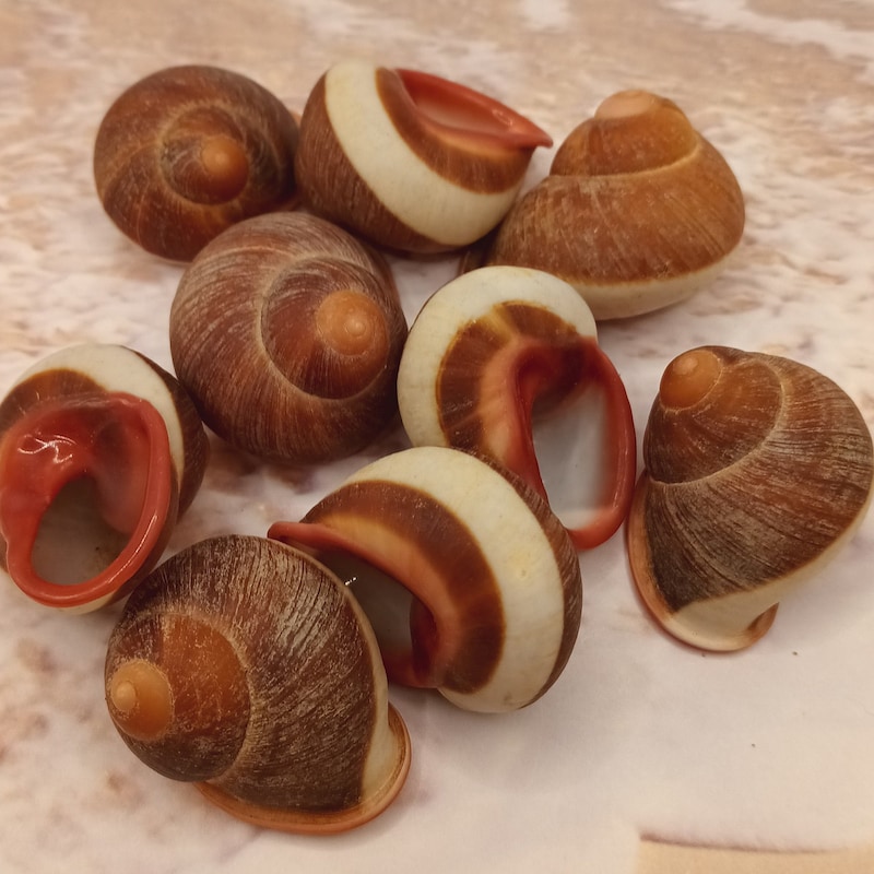 Snail Shells - Etsy