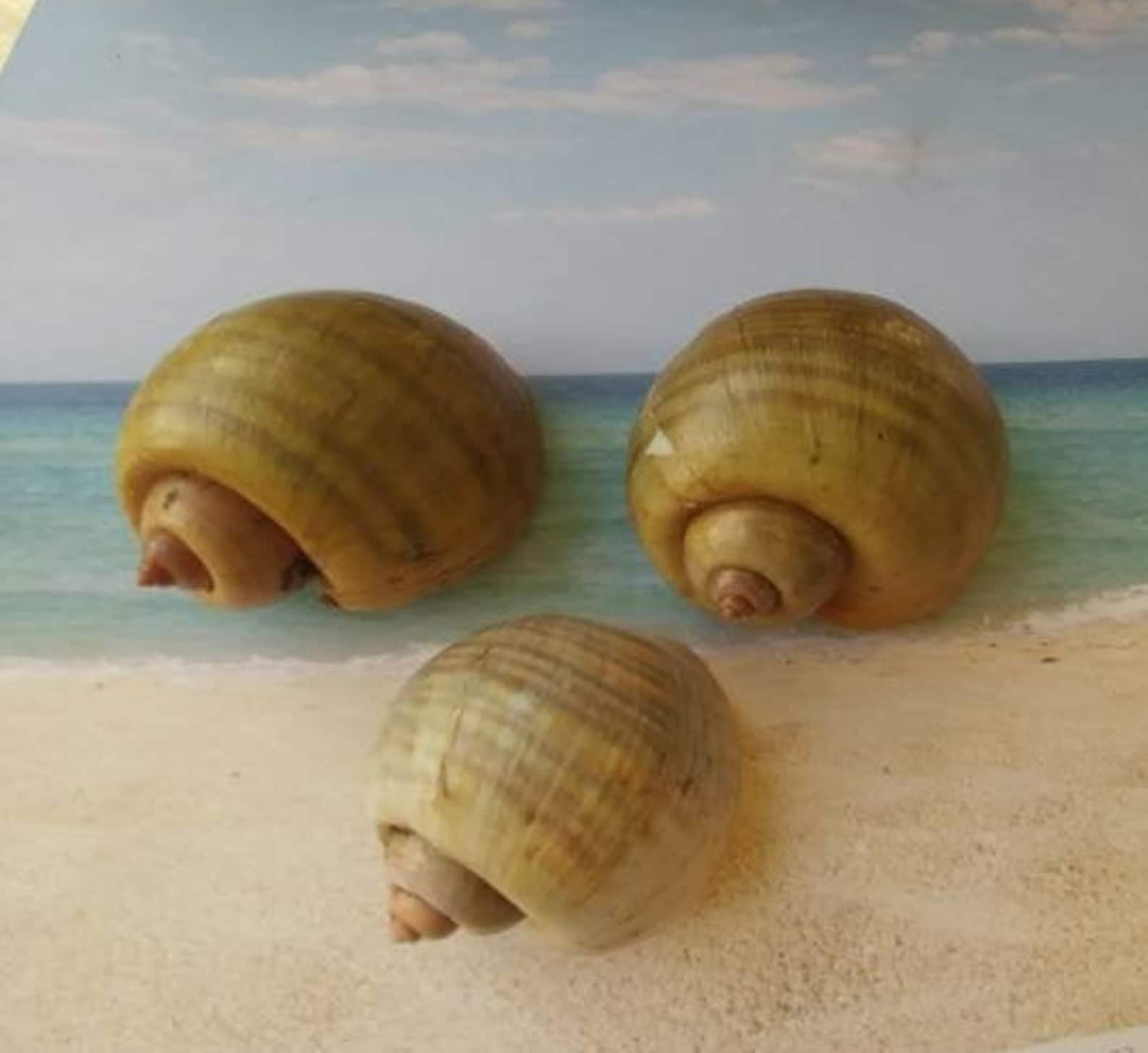 Large FLORIDA APPLE SNAIL Shell Thin Brownish or Cream Color - Etsy