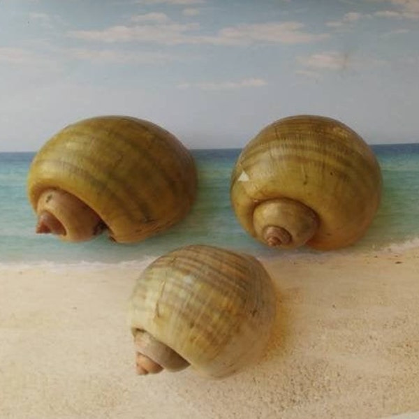 Apple Snail Shell - Etsy