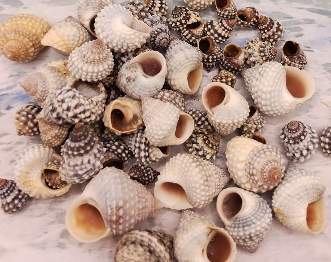 5 CANDY SNAIL SHELLS ~ Prickly Periwinkles ~ Black, White & off White - Etsy