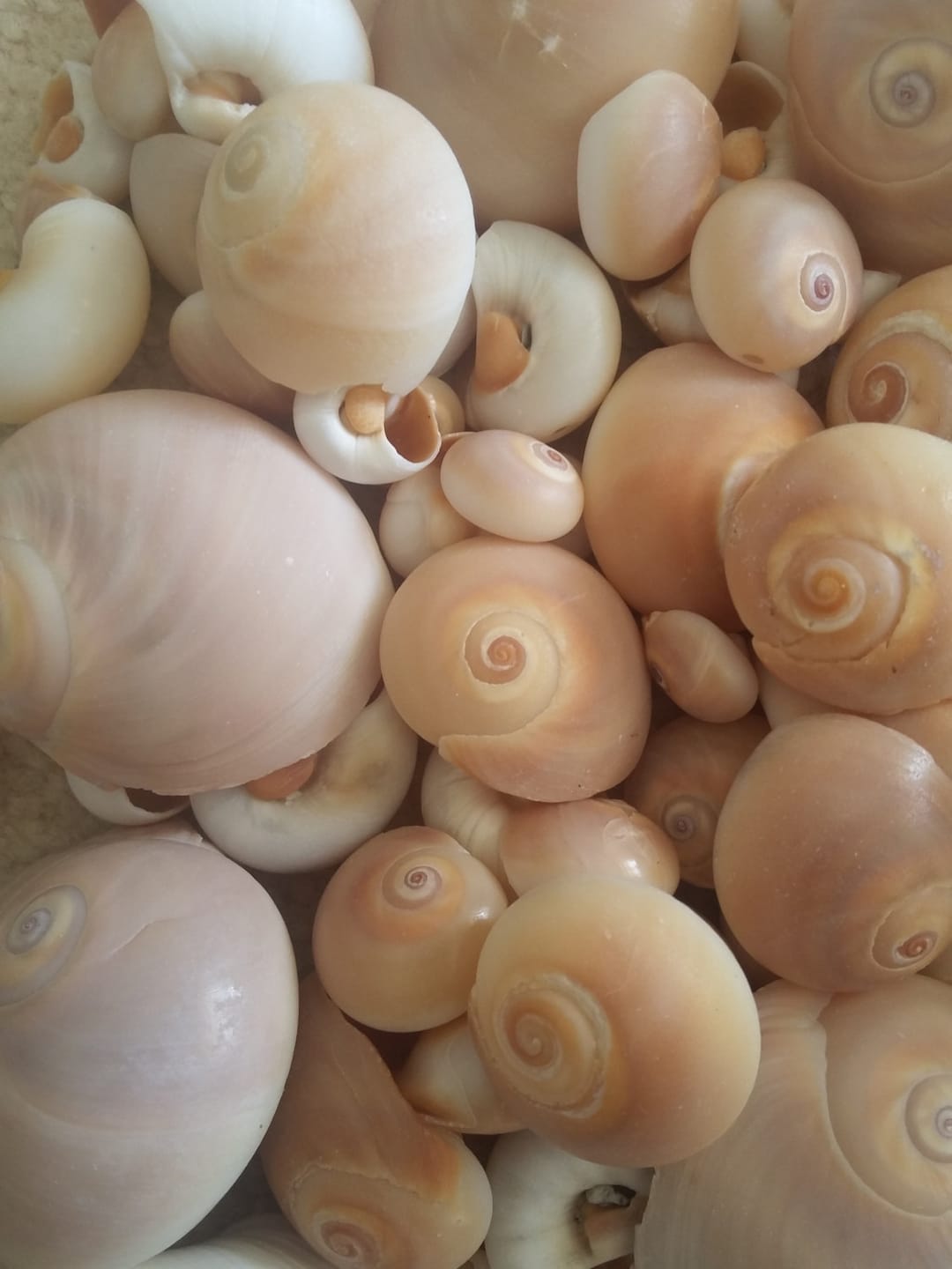 Natural SHARKS EYE-MOON Seashell ~ 10-100pcs ~ Palm Beach Florida ...