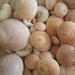 Natural SHARKS EYE-MOON Seashell ~ 10-100pcs ~ Palm Beach Florida ...