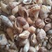 BITTERSWEET CHEVRON SEASHELLS 10-100pcs Sunrise Shell Coastal Beach ...