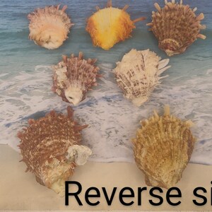 RARE THORNY OYSTER ~ Pairs & Single ~ Free Shipping - Etsy