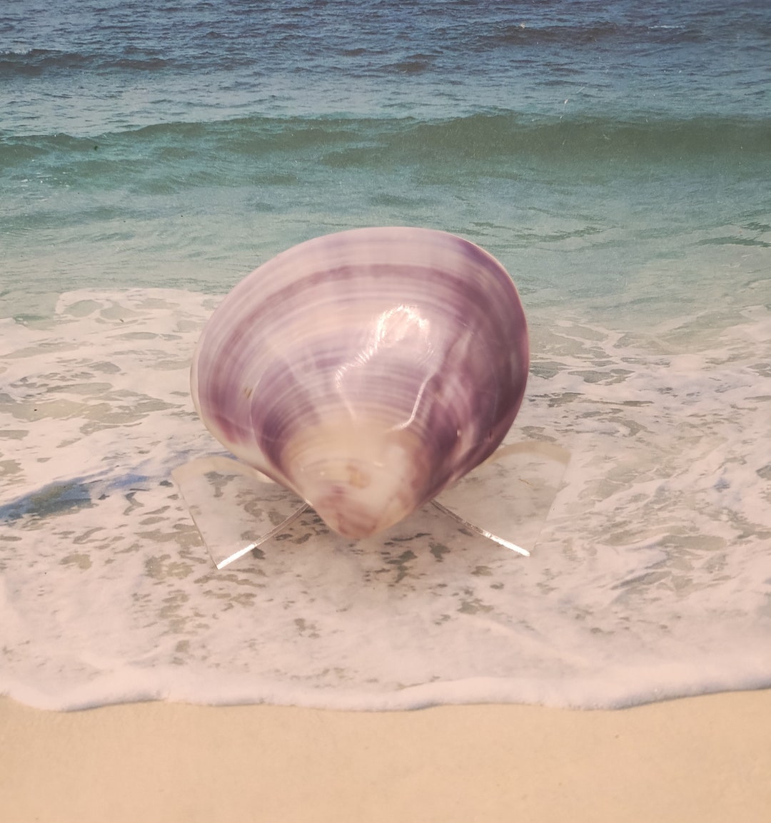 Polished PURPLE CLAM SHELL Pairs Sealed Closed - Etsy