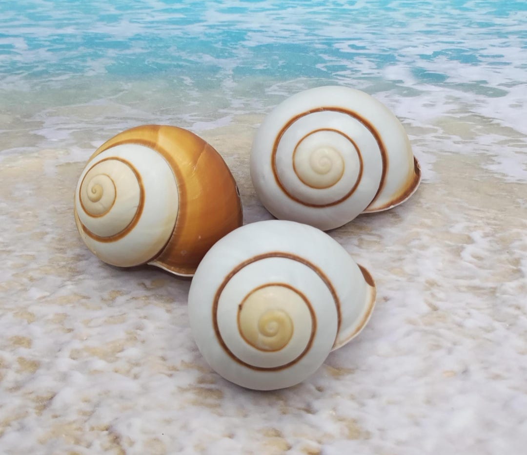 TIGER SNAIL SHELL~ Helicostyla Tiger Land Snail ~ Brown & White Hermit ...