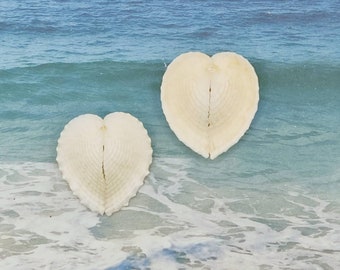 2 Pc. Cardium Cardissa I Heart Cockle Shells I White Seashells - Etsy