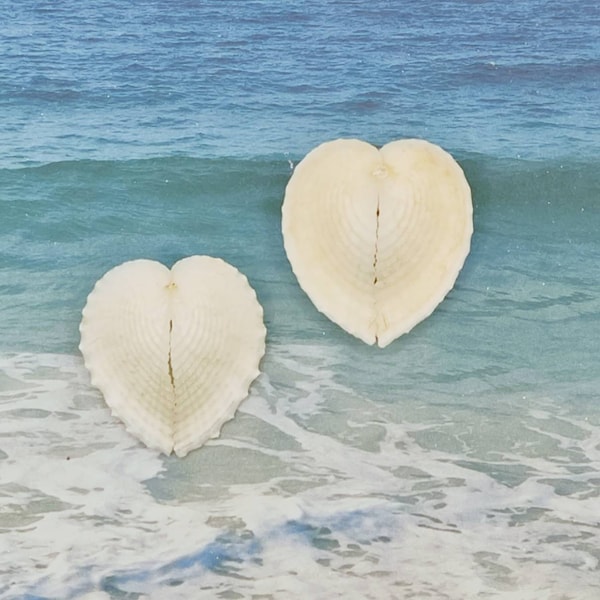 Heart Cockle - Etsy
