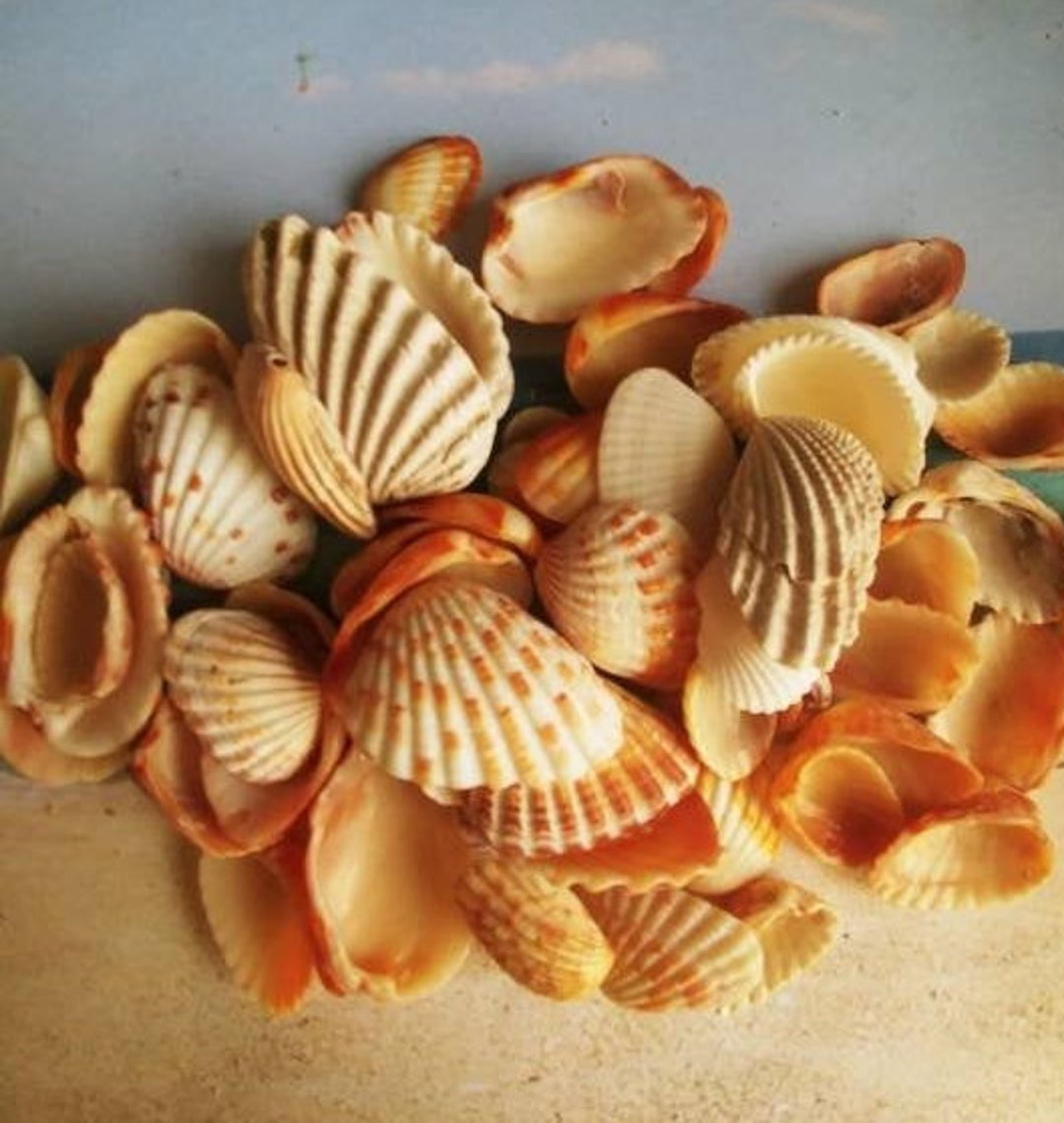 BROAD RIBBED CARDITA 5-50 Pcs Carditid Seashellspalm Beach ...