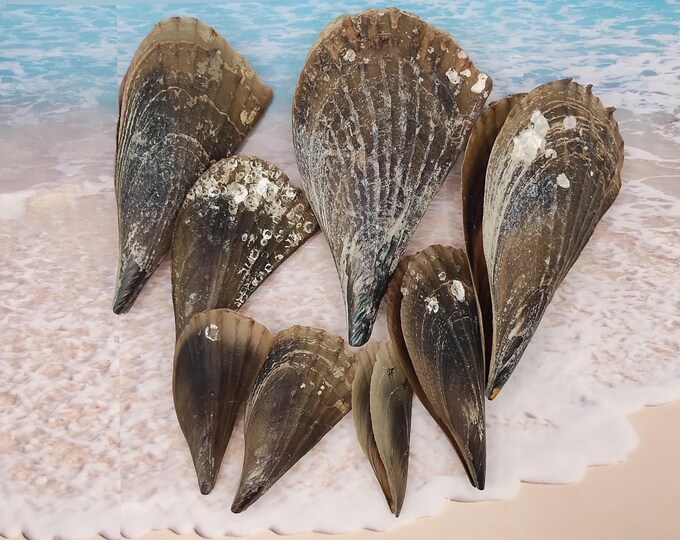PAIRS of PEN SEASHELL W/barnacles ~ Sanibel Island ~ 3"to 7 1/4 ...