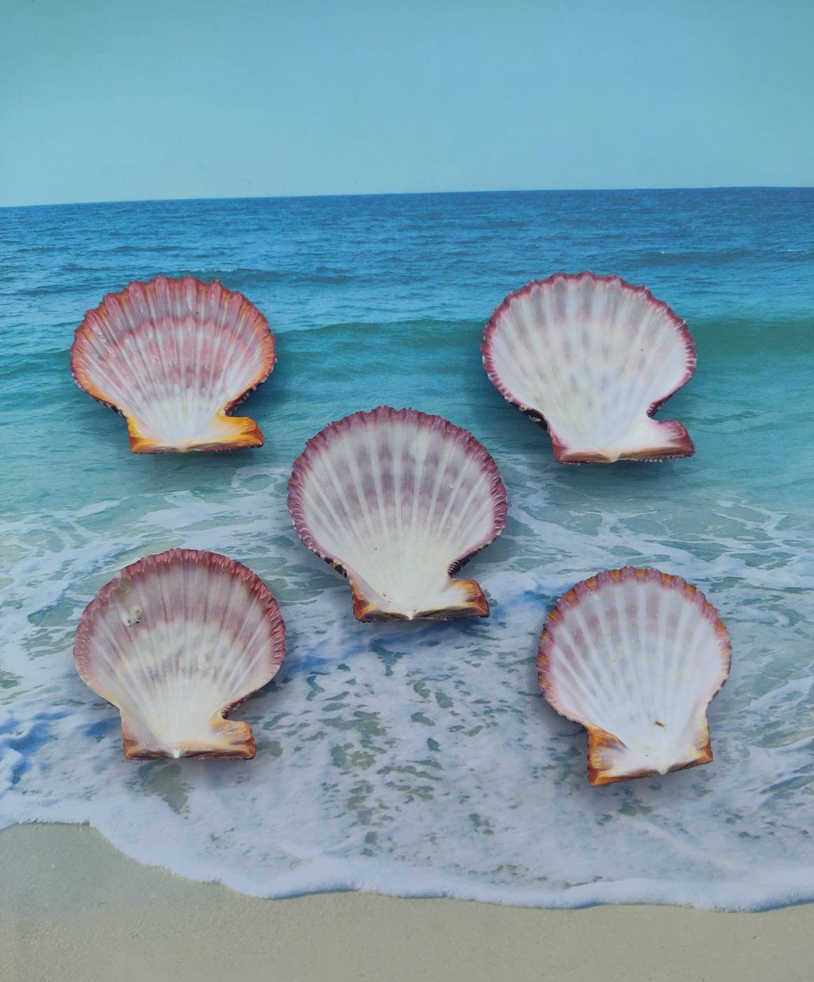 PECTIN PALLIUM SCALLOP Shells Maroon Colors 1 7/8 to 2 - Etsy