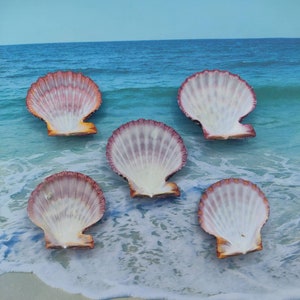 PECTIN PALLIUM SCALLOP Shells ~ Maroon Colors 1 7/8" to 2 1/8" - Etsy