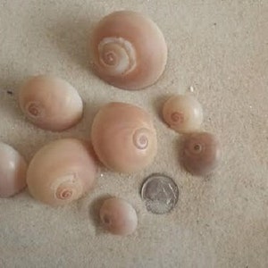 Natural SHARKS EYE-MOON Seashell ~ 10-100pcs ~ Palm Beach Florida ...