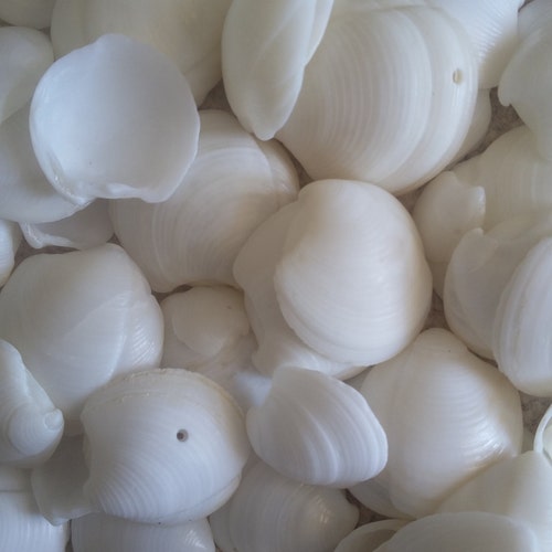 TRANSLUCENT JINGLE SEASHELLS 10-50pcs Coastal Beach - Etsy
