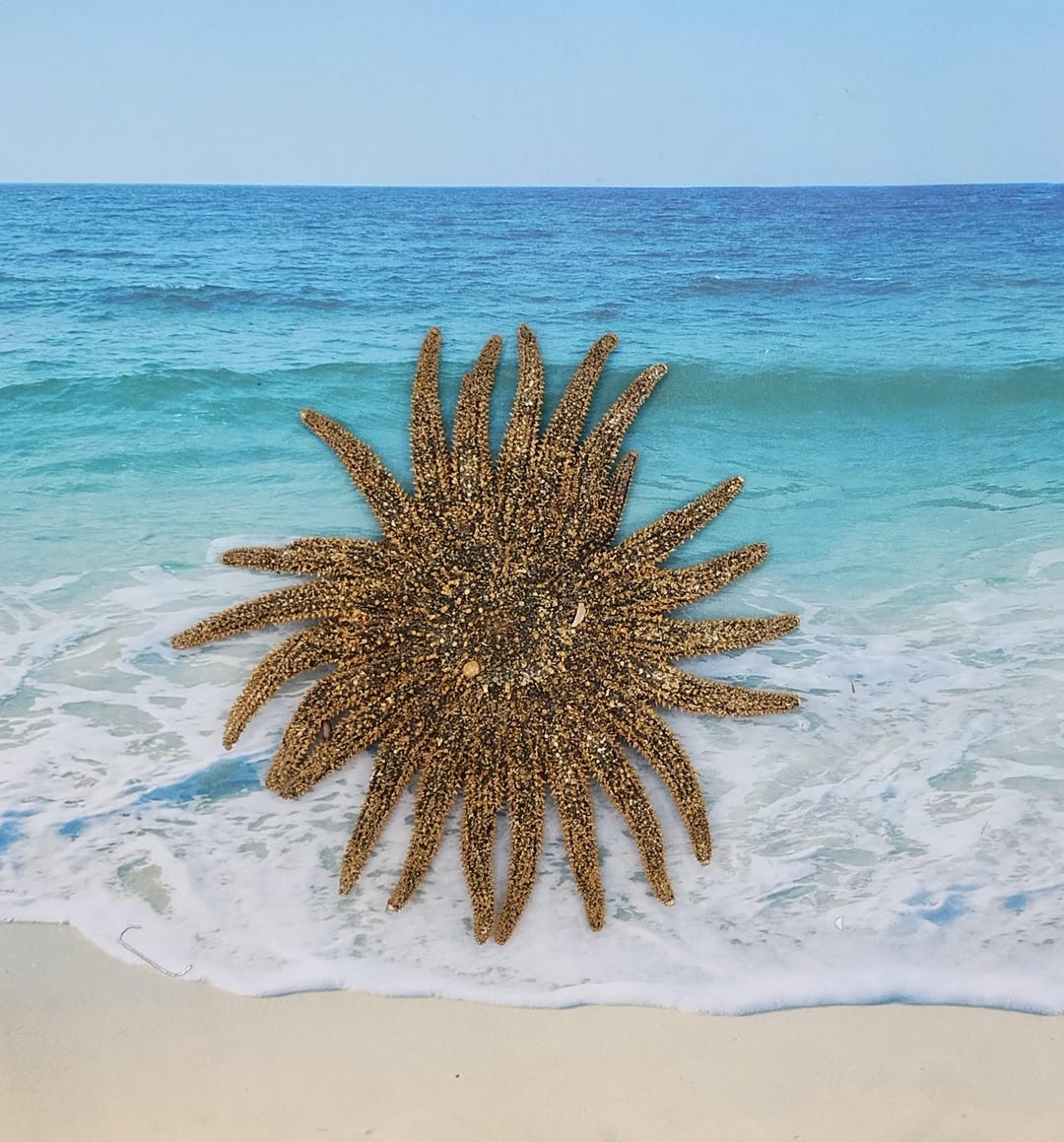 5" to 7" MEXICAN SUNFLOWER STARFISH Ornament ~ Sun Burst ~ Multi Leg ...