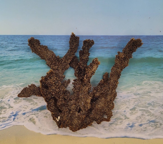 Black PRICKLY SEA SPONGE Finger Reef Sponge - Etsy