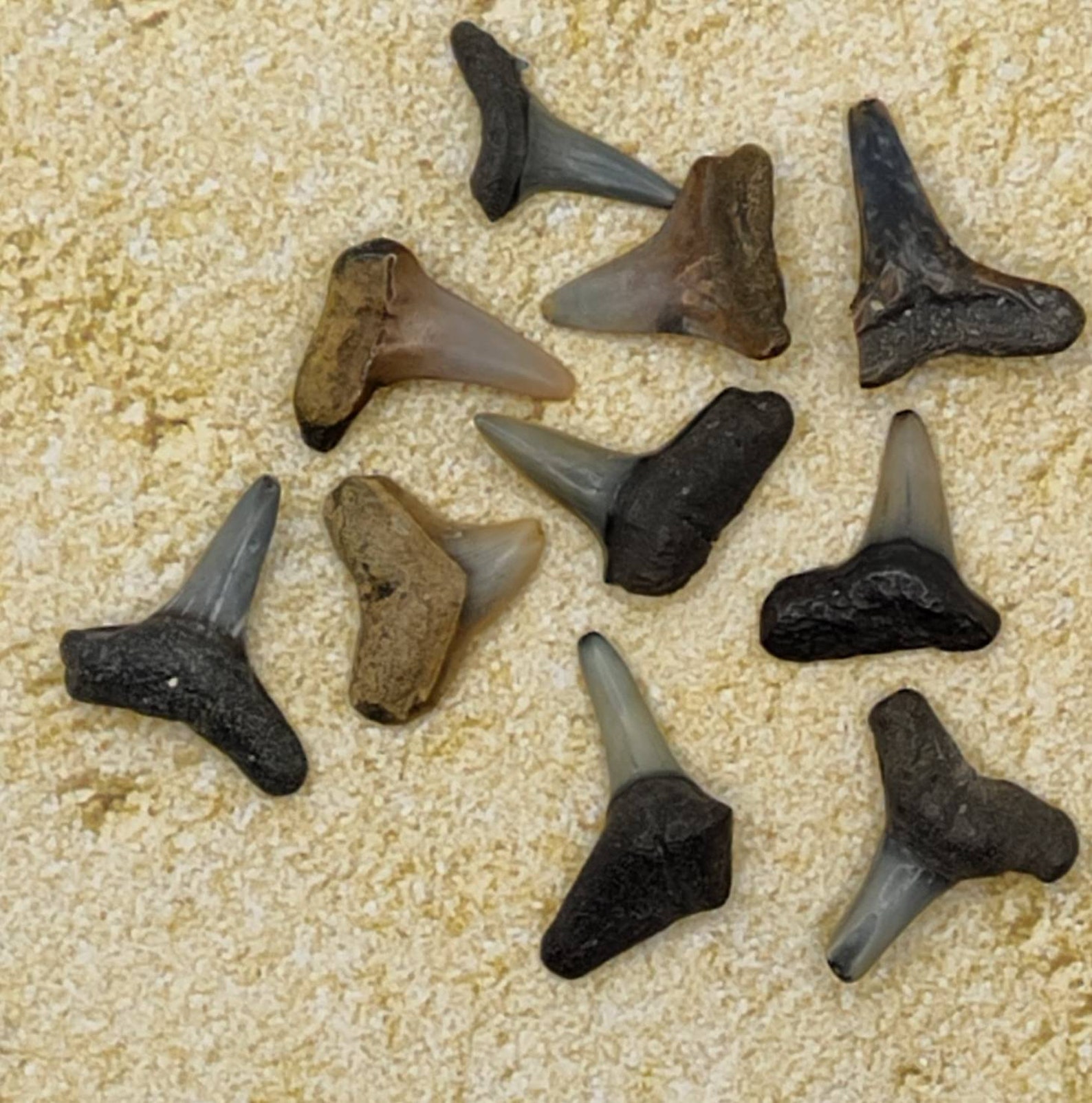 FOSSILIZED SHARK TEETH ~ Peace River Florida - Etsy