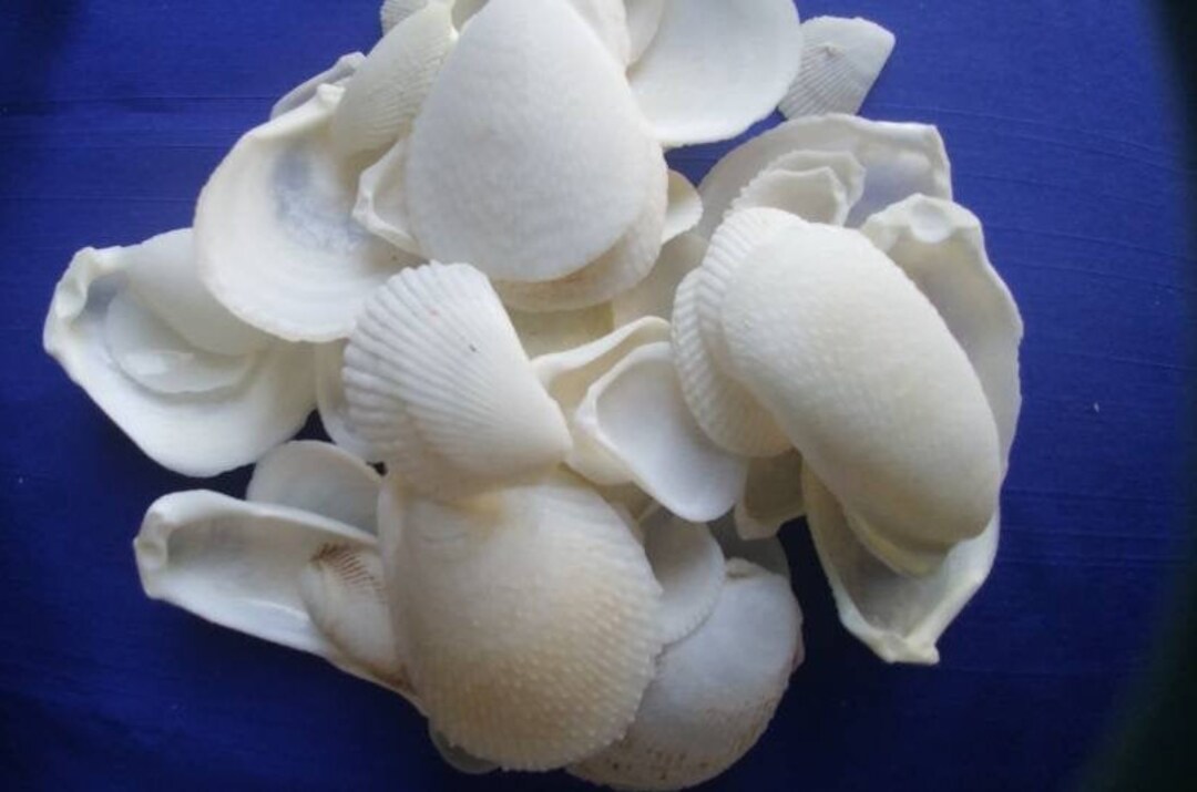 10 White FLORIDA ANTILLEAN LIMA Seashell~palm Beach Sea Shore Find~ - Etsy